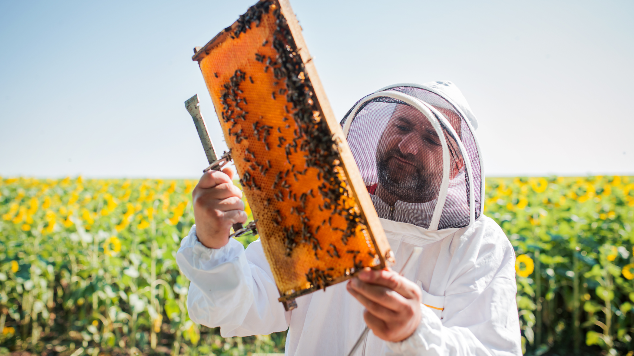 Beekeeping | Beginner's Guide to Beekeeping - Fresh Hobby