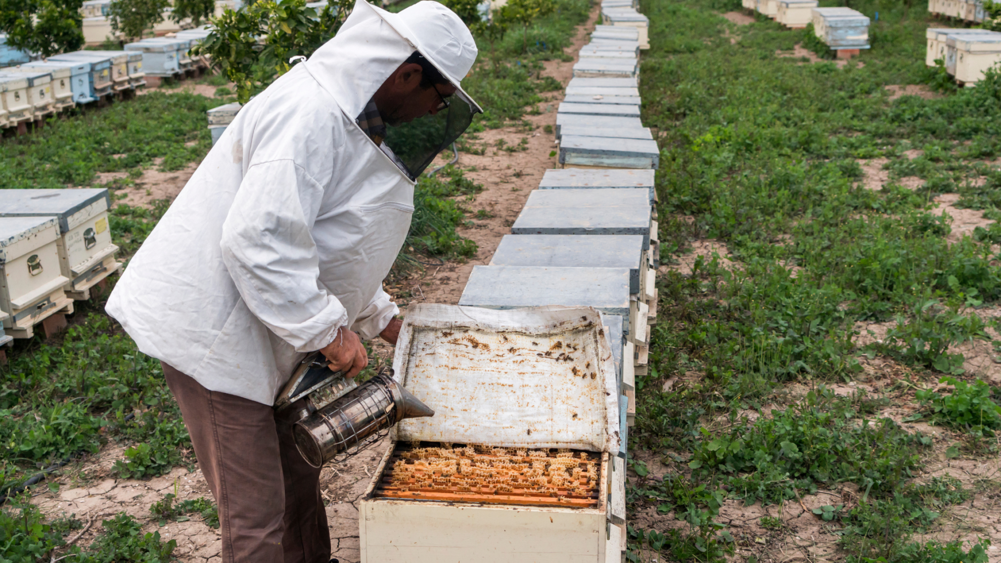 Beekeeping | Beginner's Guide to Beekeeping - Fresh Hobby