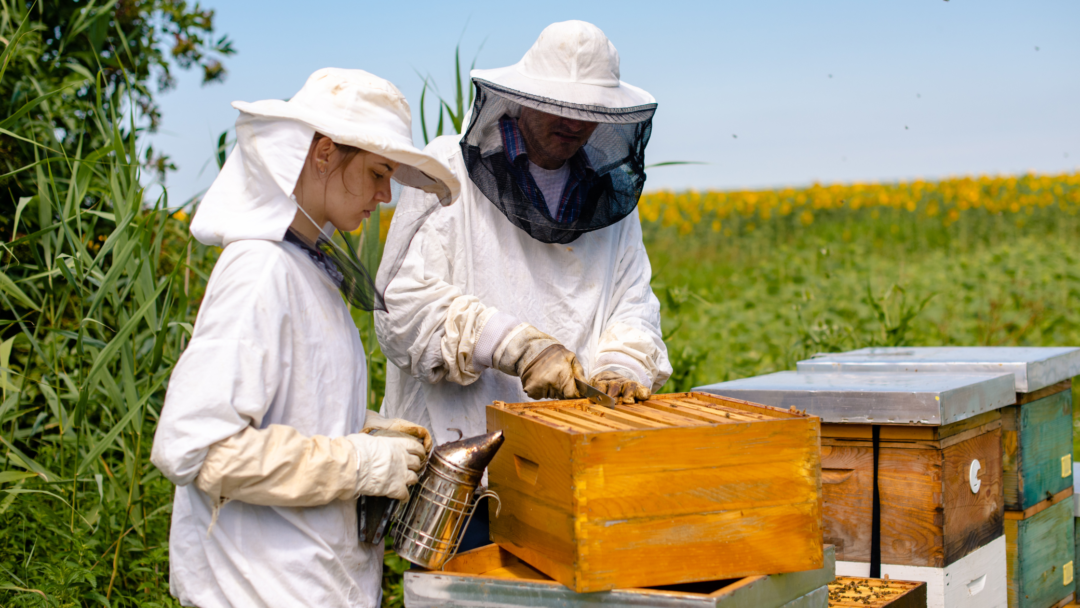 Beekeeping | Beginner's Guide to Beekeeping - Fresh Hobby