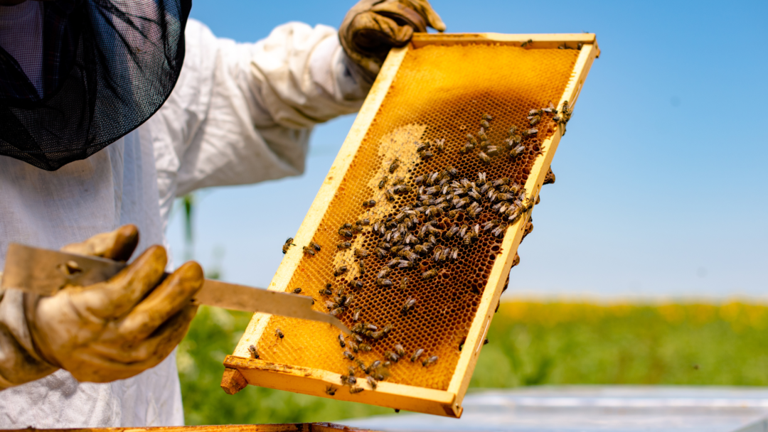 Beekeeping | Beginner's Guide to Beekeeping - Fresh Hobby