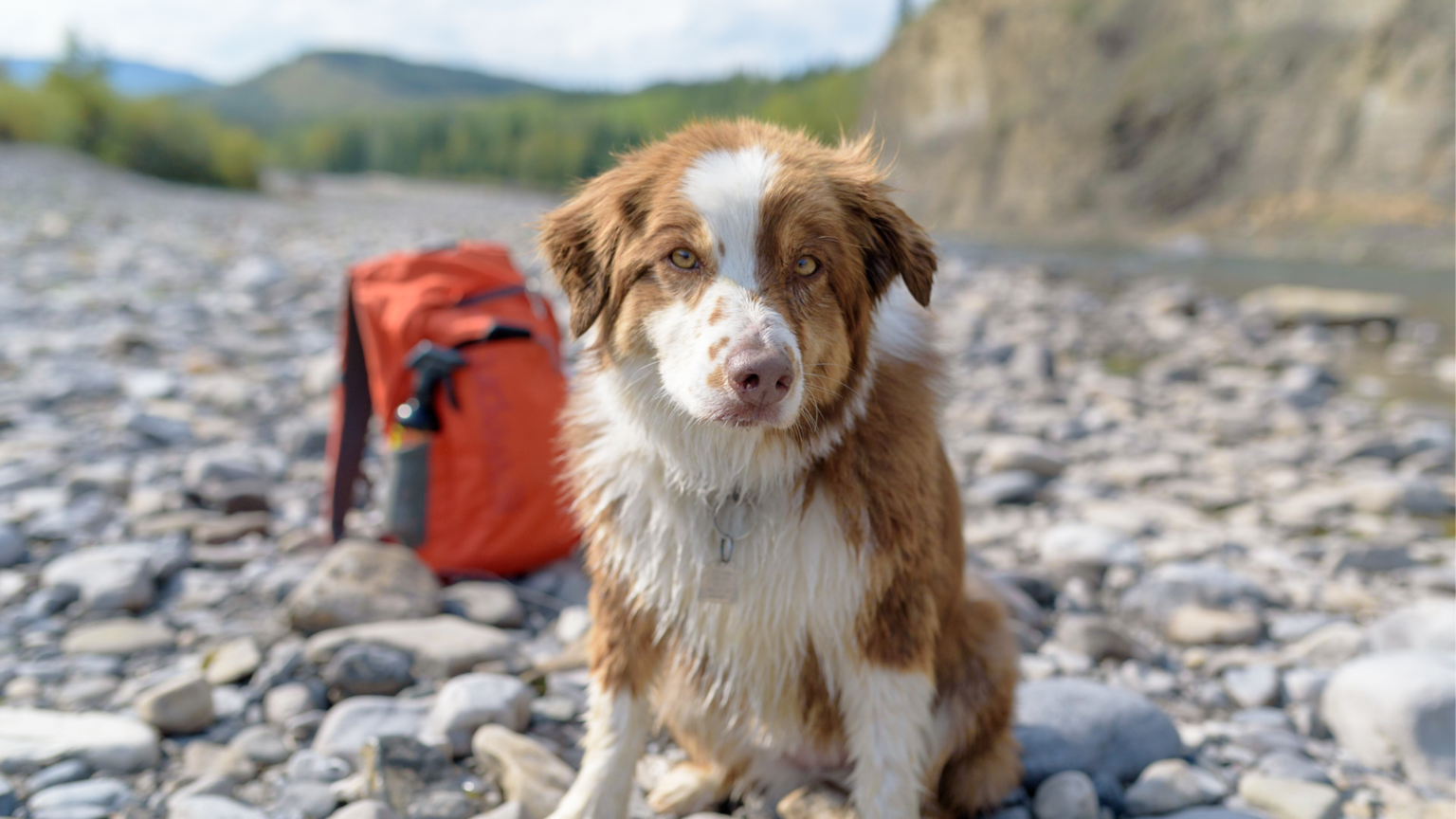 Hobby Ideas for Dog Owners | Best Hobbies to Do With Your Dog - Fresh Hobby