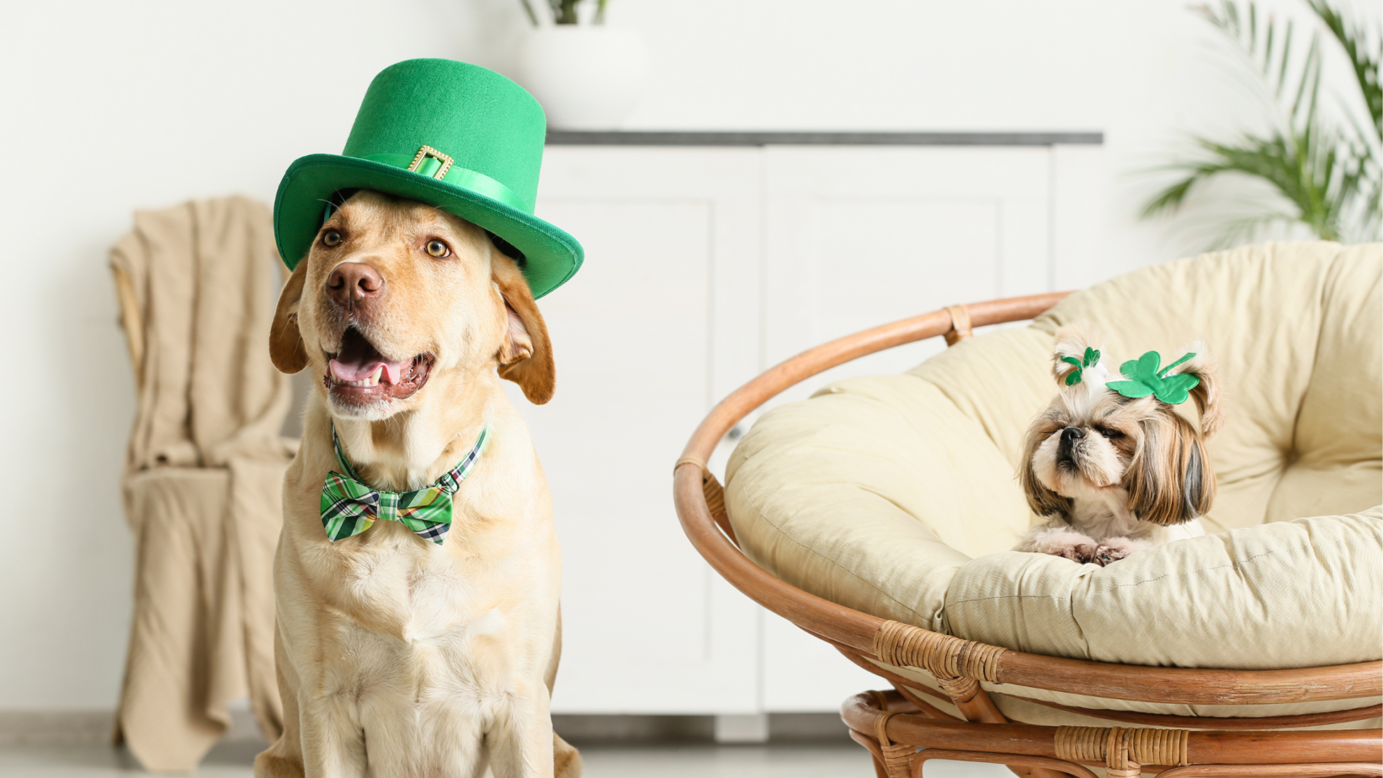 50+ St. Patrick's Day Icebreaker Questions | Conversation Starters ...