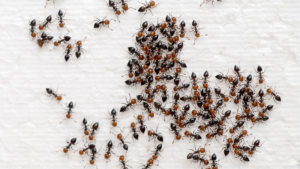Beginner's Guide to Ant Keeping: Tips and Tricks for Starting Your Own ...
