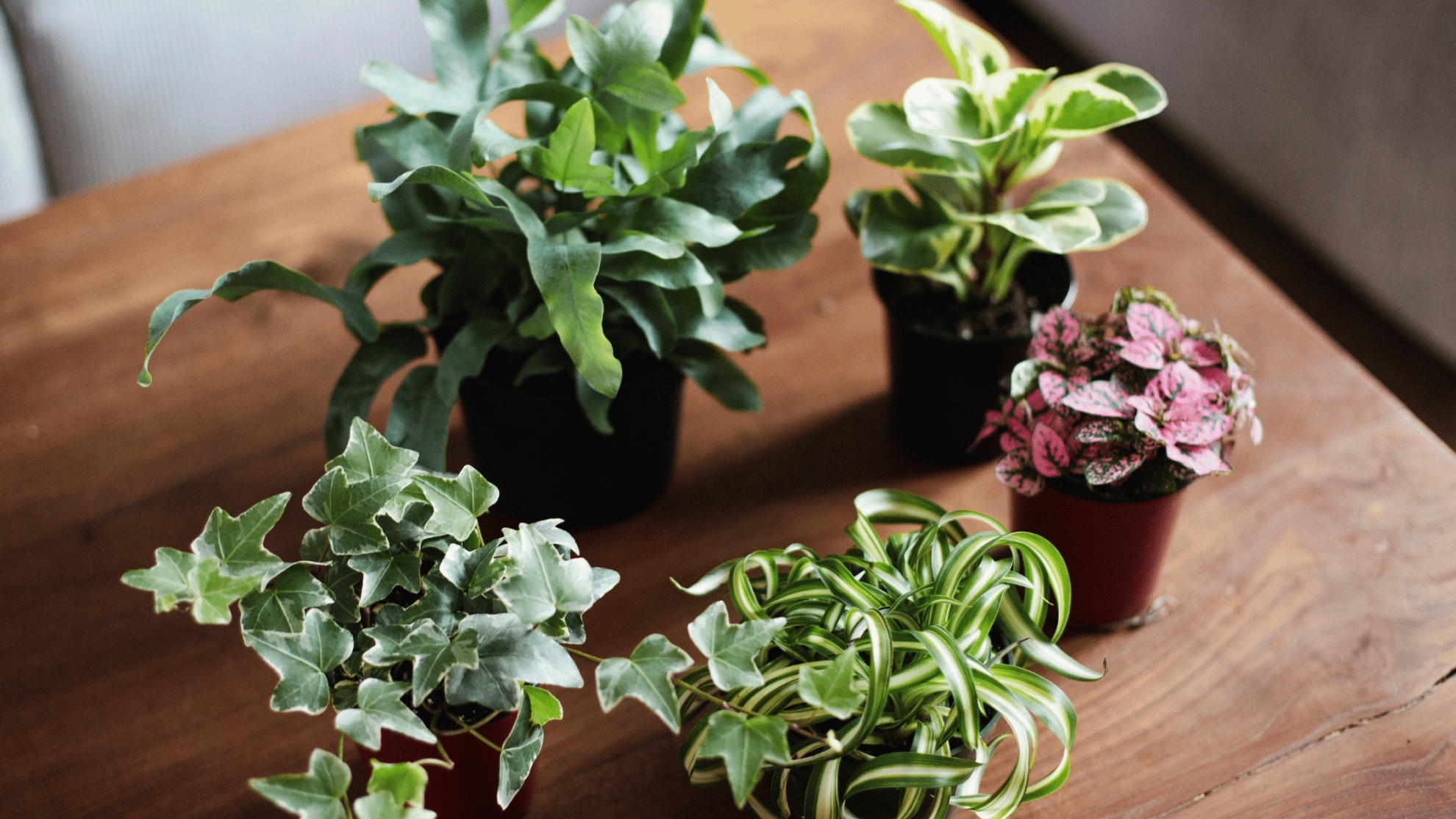 The Best Websites to Buy Plants: A Green Thumb’s Guide to Online ...