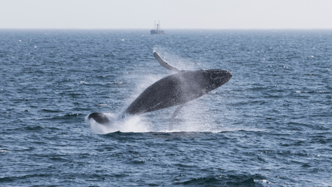 Beginner's Guide to Whale Watching: Essential Tips for Starters | Fresh ...