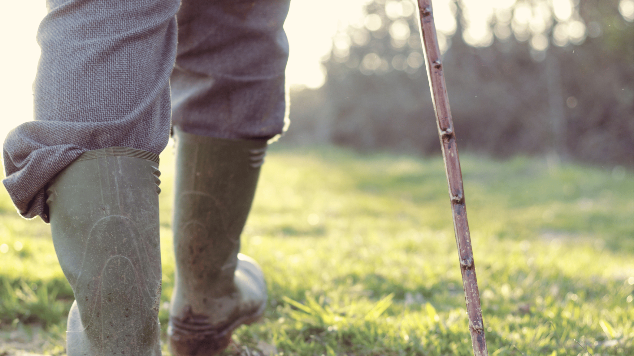 5 Best Walking Sticks & Trekking Poles for Stability and Support ...